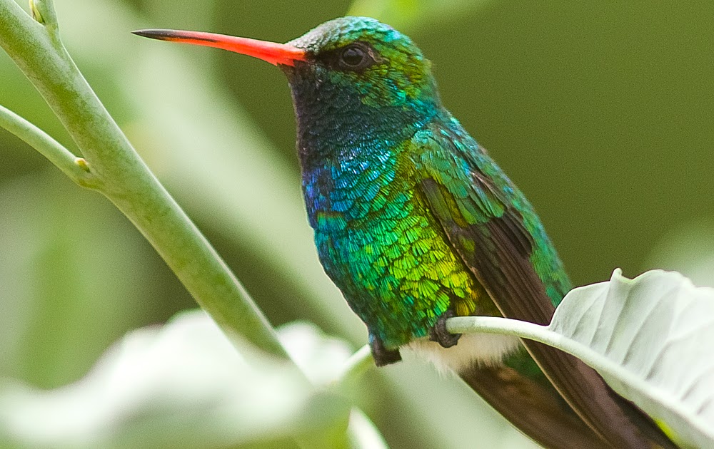 mis fotos de aves: Chlorostilbon lucidus Picaflor Verde Glittering ...