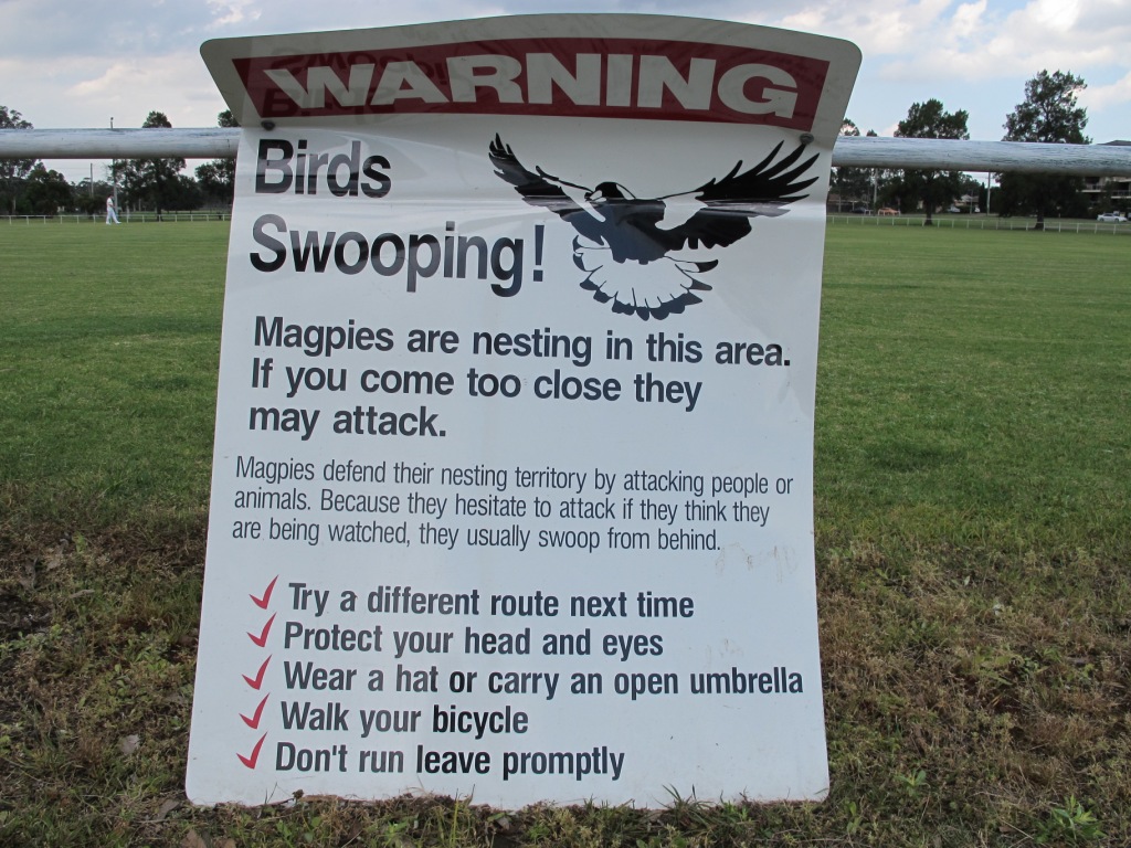 Sydney Daily Photo: Beware magpies - sign on a fence