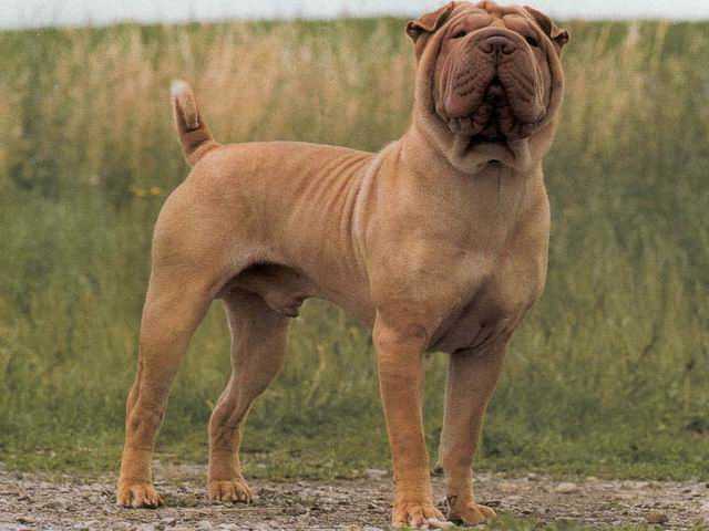 Vladimir.Uno: Shar Pei body and look