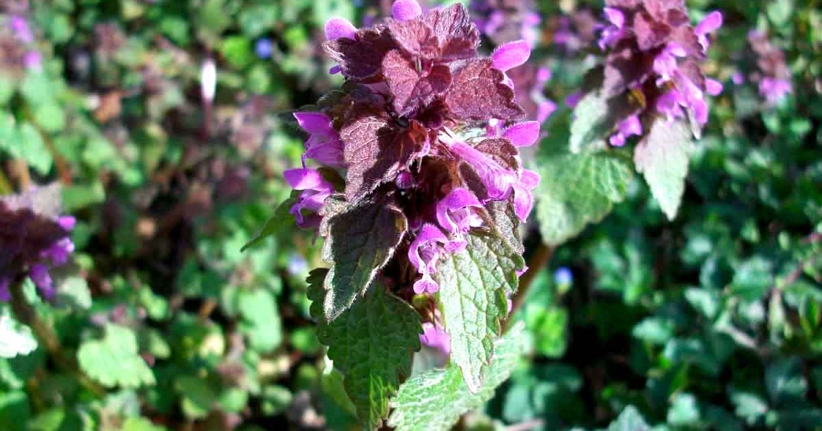 Il Lamio, ottimo decongestionante pelvico