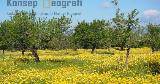 Macam macam Padang Rumput (Grassland) - Konsep Geografi