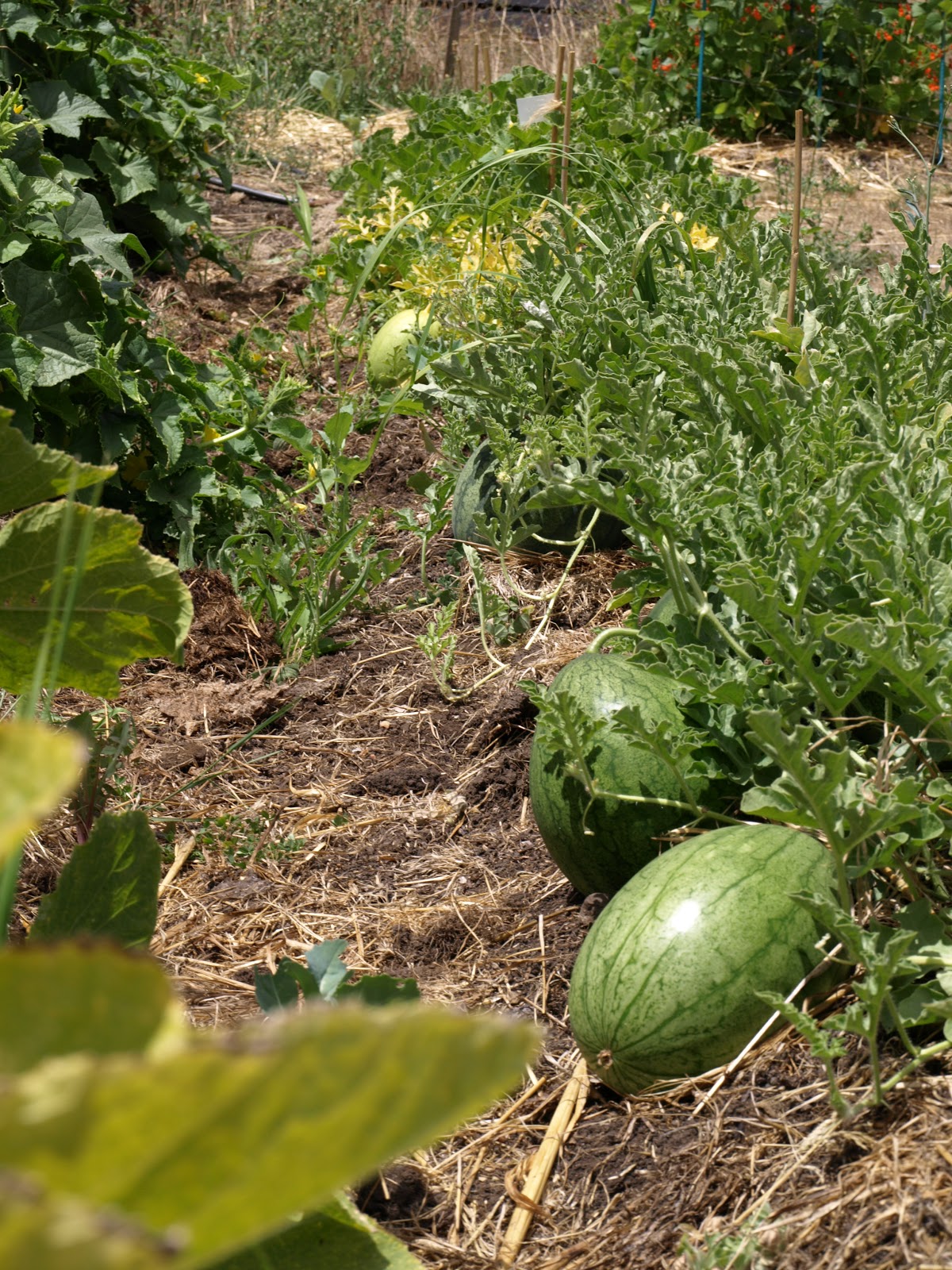 Malmsbury Kitchen Garden: All about Melons