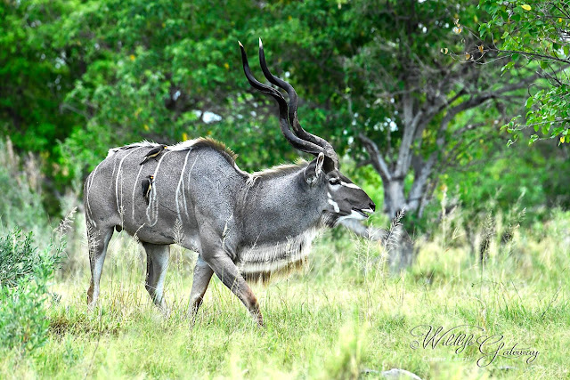 The Greater Kudu | Focusing on Wildlife
