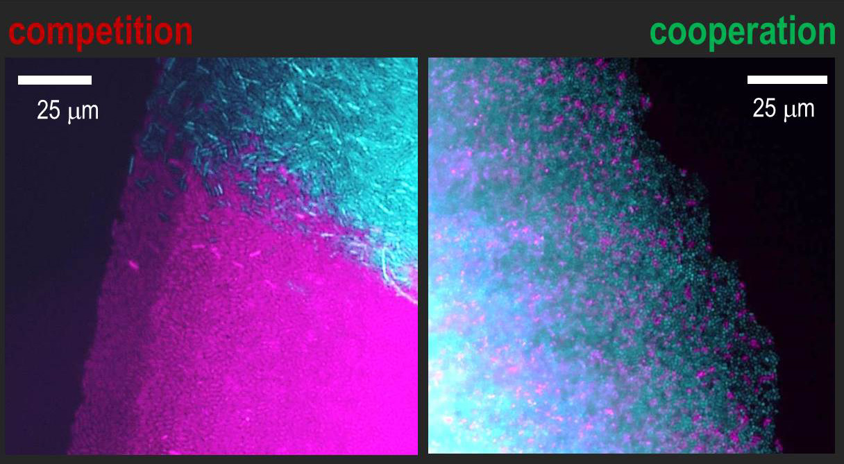 Of Bacteria and Men: Cooperation shapes the spatial patterns of ...