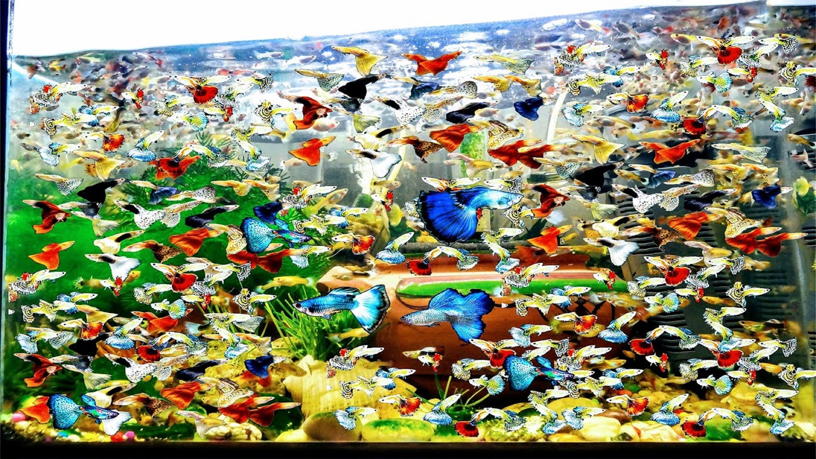 The best way to feed million guppy Guppiesfish in your aquarium tank