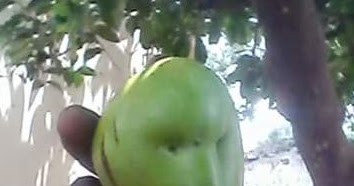 Welcome to AbujaGist: Photo: A Mango With Human Face Seen In Nasarawa State
