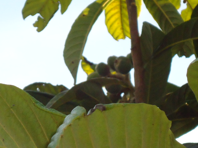 Pratos da Bela: Árvores de fruto entre outros II...