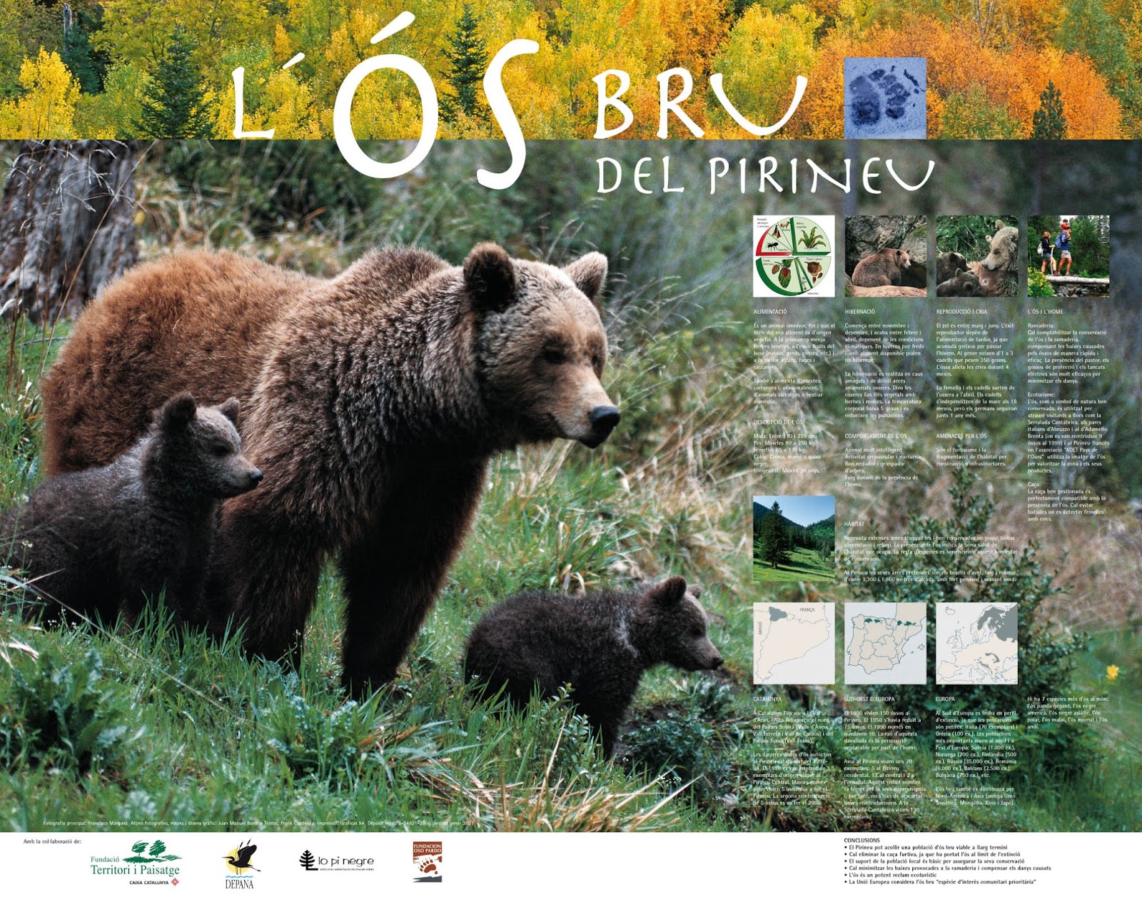 Blog de Nou Camping: Segueix la pista de l'ós bru / Sigue la pista del ...