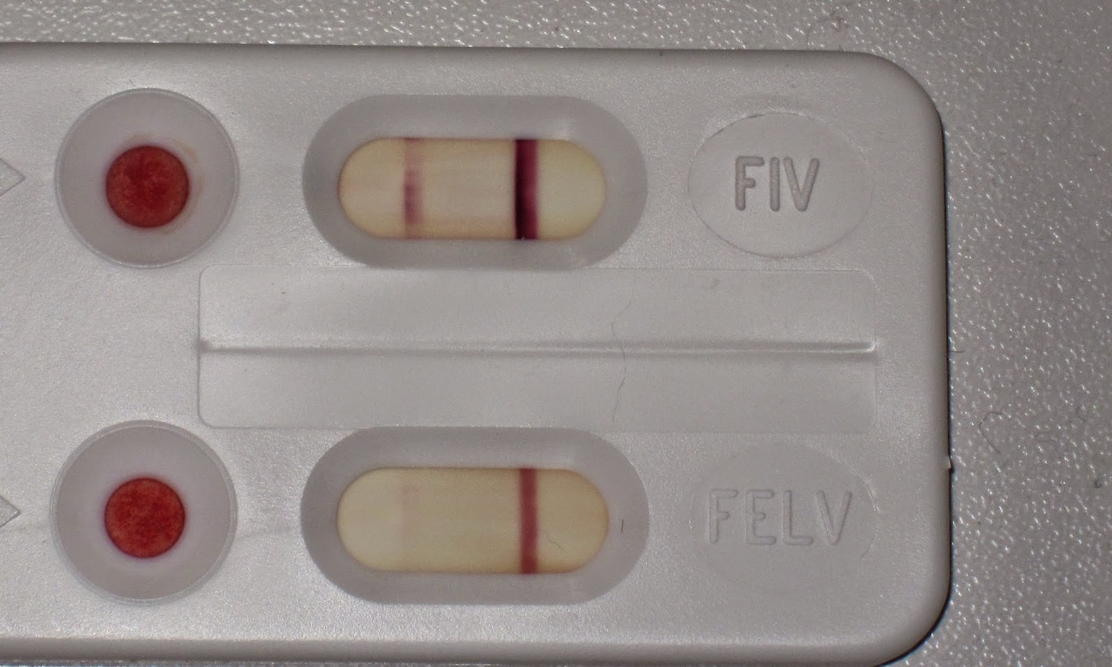 Isabella's Voice - Sarah: O que todos os donos de animais deveriam ...