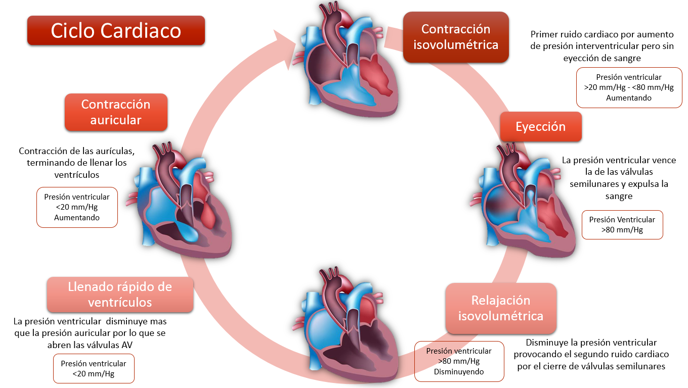 Fisiología Básica: Ciclo Cardiaco