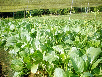 Budidaya Sawi Hijau - BUDIDAYAKU