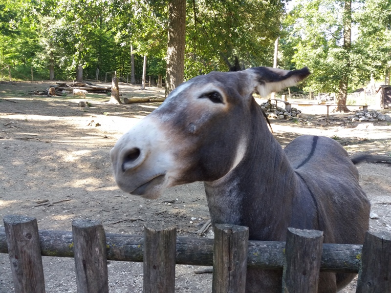 Wanderland Austria: Durch den Wildpark Ernstbrunn