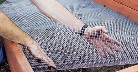 Line your raised bed with chicken wire to keep out gophers and moles!