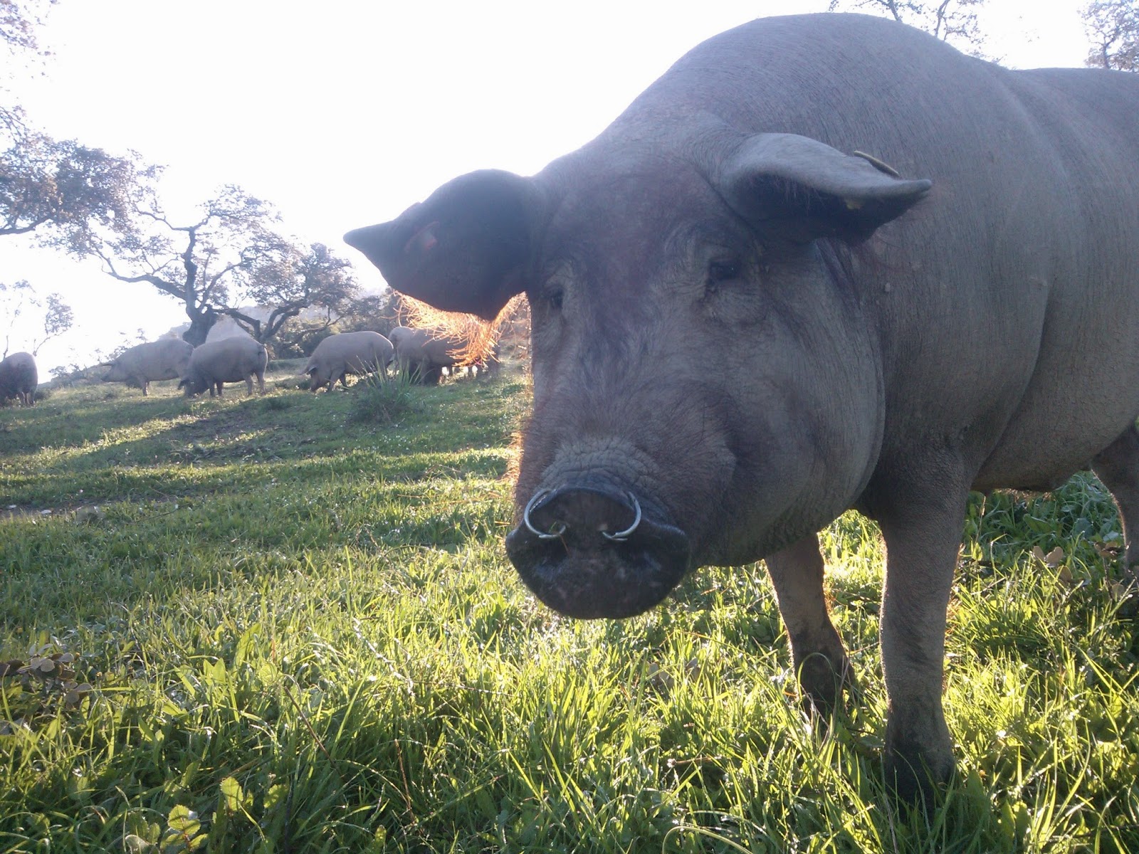 La Naturaleza: CERDO IBÉRICO PURO.
