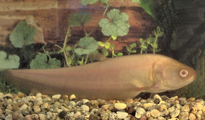 African Brown Knife Fish