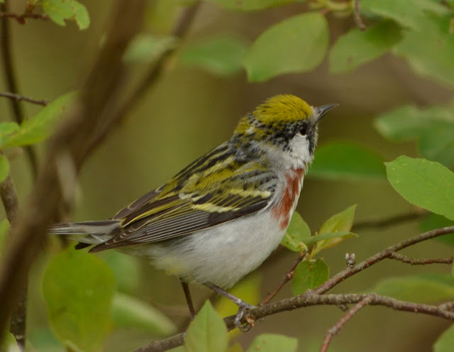 Woods Walks and Wildlife: The Bulk of Spring: Part 1