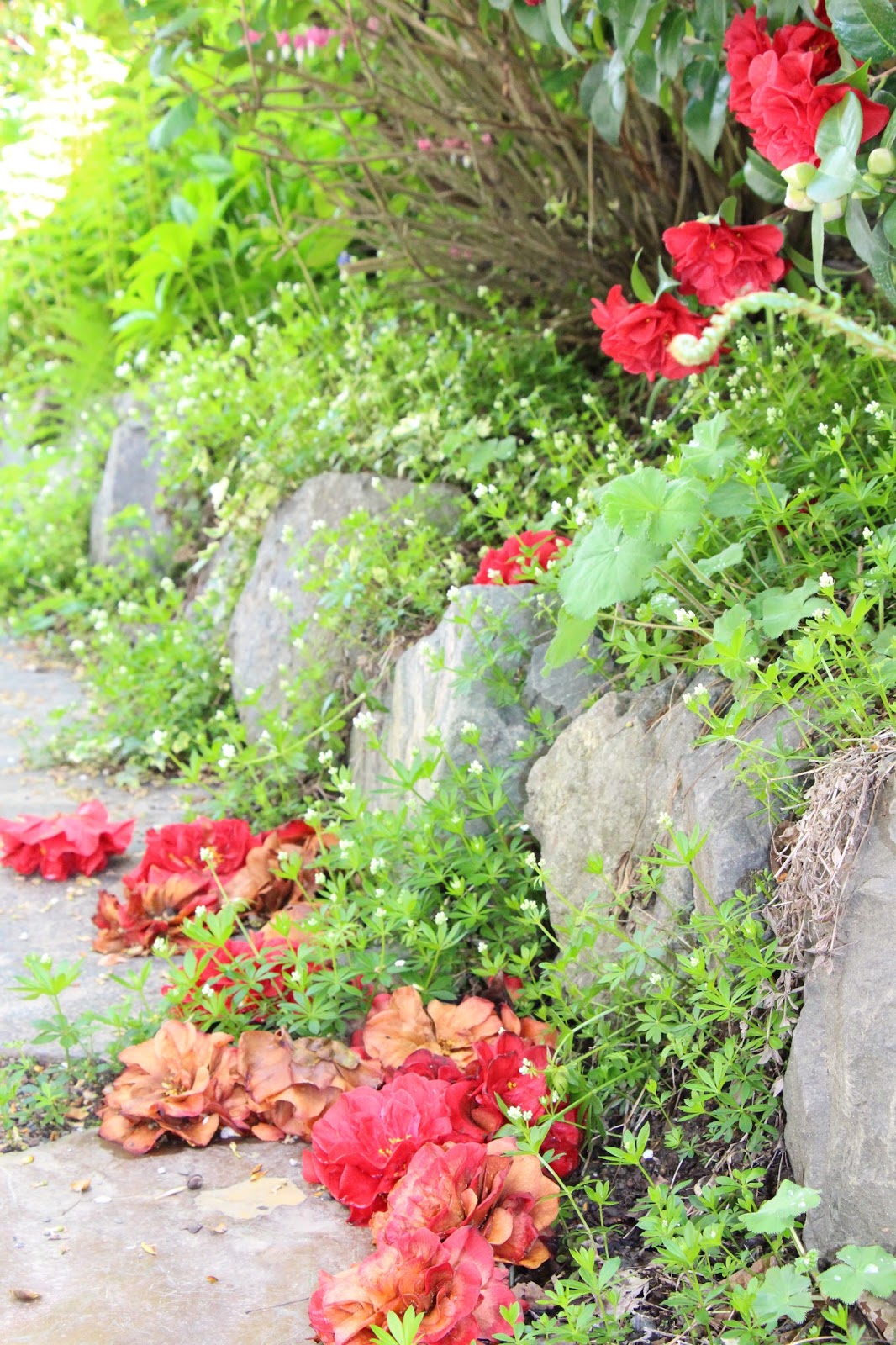 Fishtail Cottage Garden March / April 2017