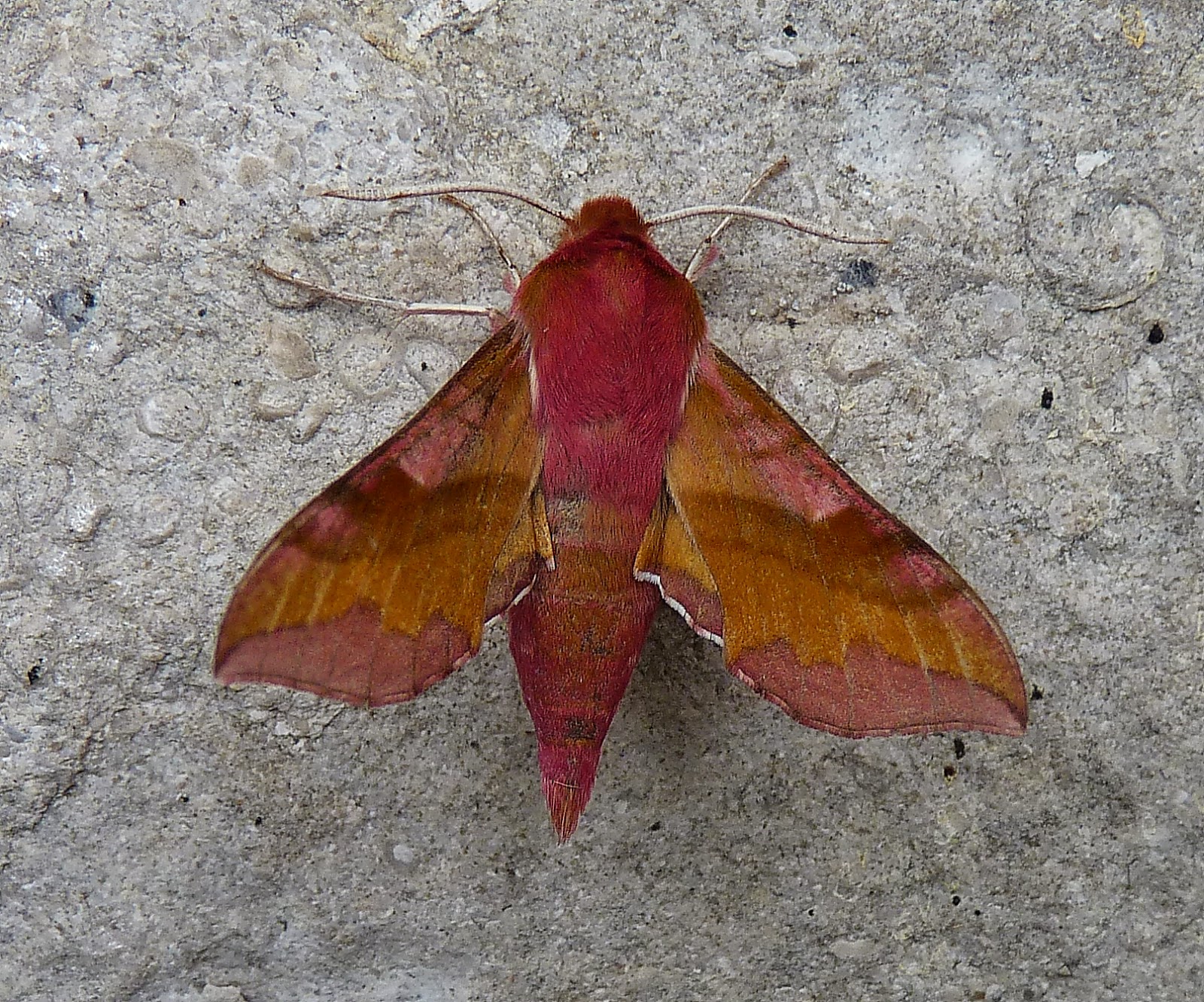 Birding Poole Harbour & Beyond: 29 Nov 14 - Insect Photospot5 - Dorset ...