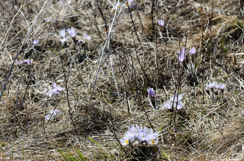 Prairie Wildflowers: First Prairie Crocuses of the Year: 2013