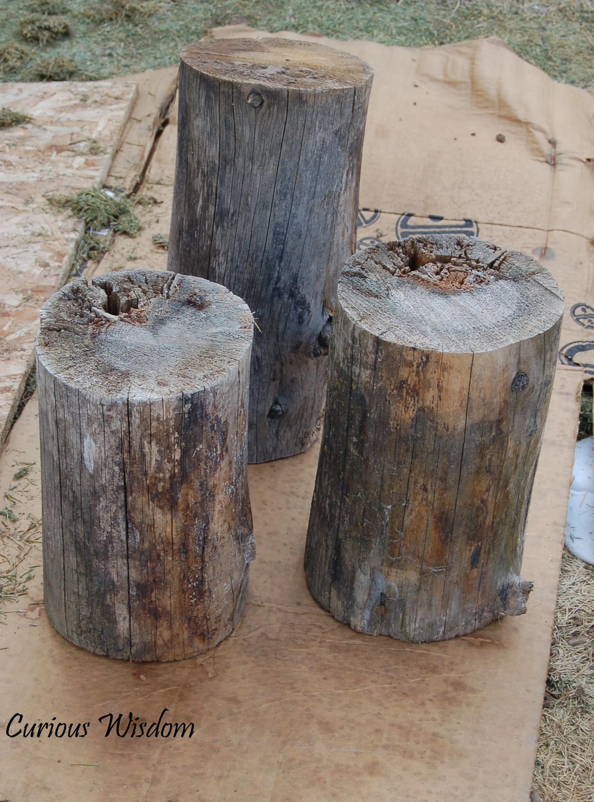 Curious Wisdom and Other Everyday practicalities..: Peppermint log ...