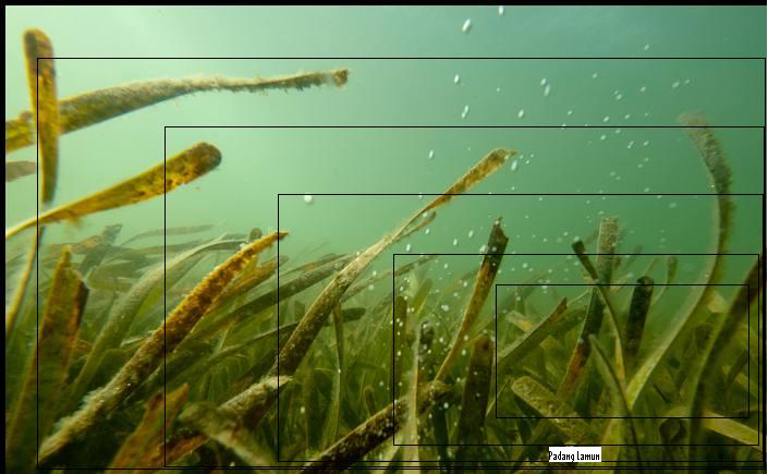 fadlik al pappagallo: Padang lamun