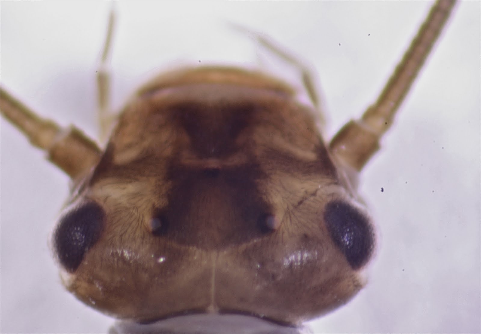 Aquatic Insects of Central Virginia: The Perlodid stonefly, genus ...