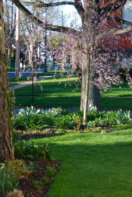 Wife, Mother, Gardener: Cherry Corner Garden in April