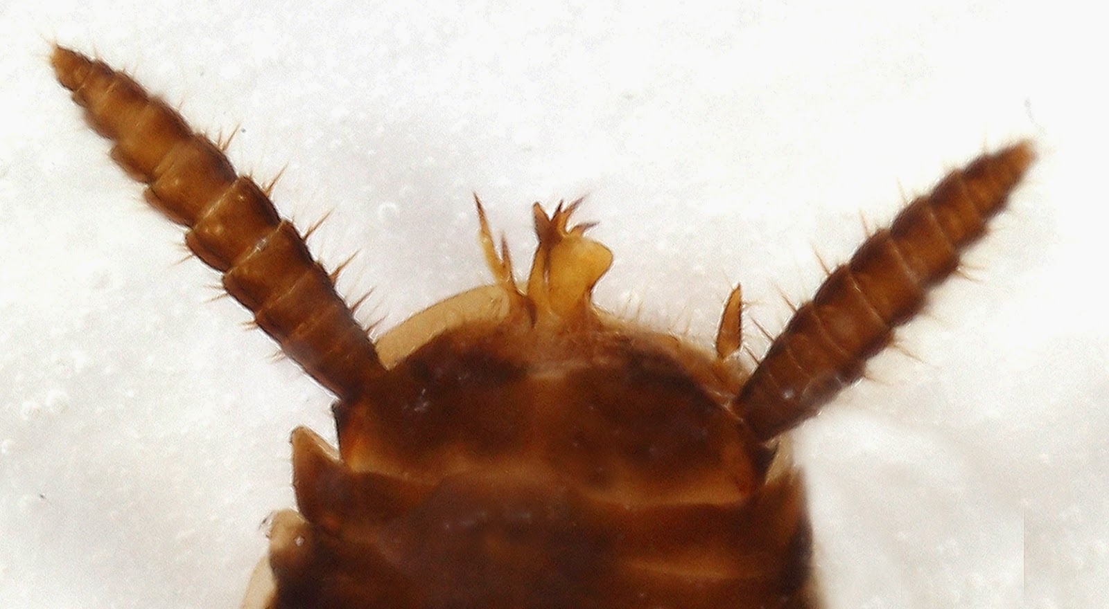 BunyipCo: The Complexities of Cockroach Systematics