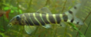 INDONESIAN FRESHWATER FISH COMMUNITY - IFFC: ASIAN LOACHES & CATFISH