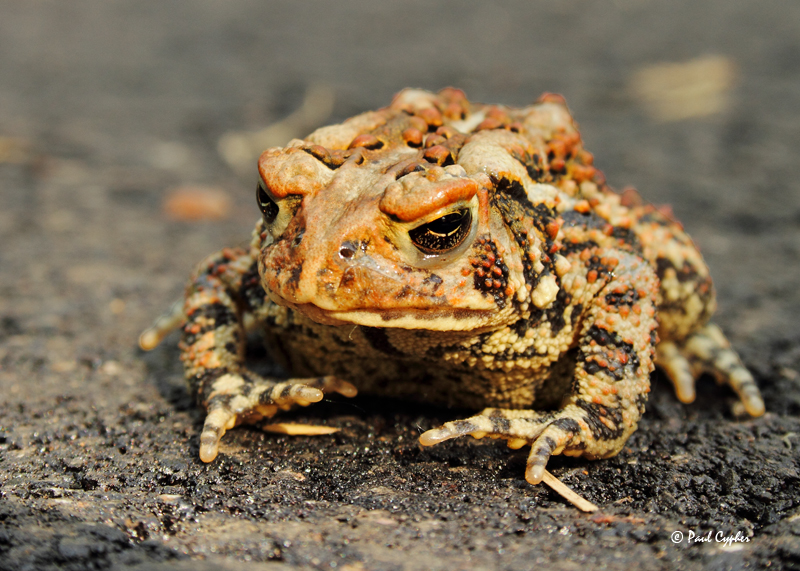 Birds Brews and Blither: Day 13: Waterfalls And Sapsuckers