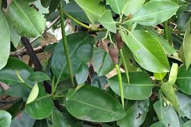 :Rhizophora mucronata/Kadol - LET'S HEALTHY LIFE