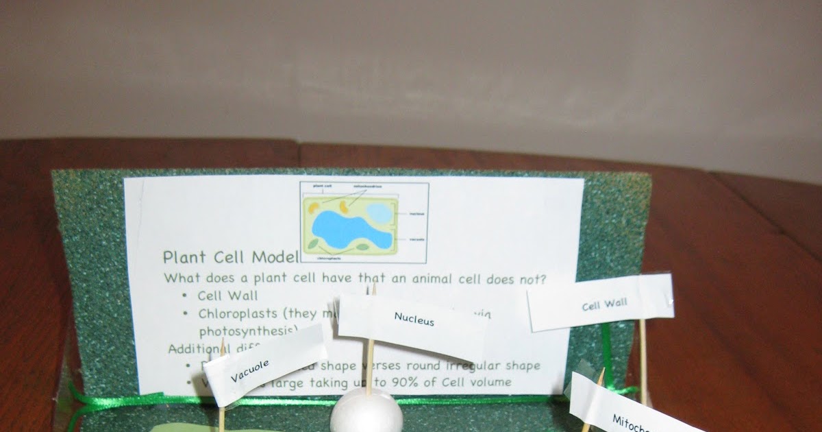 Solagratiamom: Plant Cell Model
