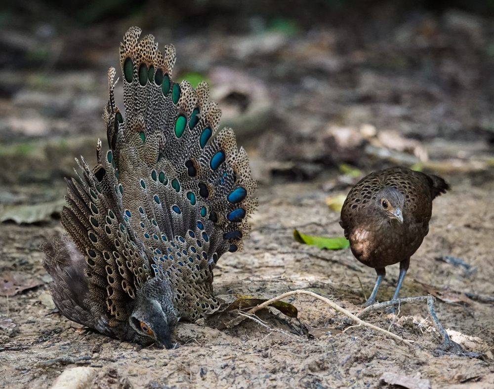 Marvelous Malaysian Peacock-pheasant at Taman Negara