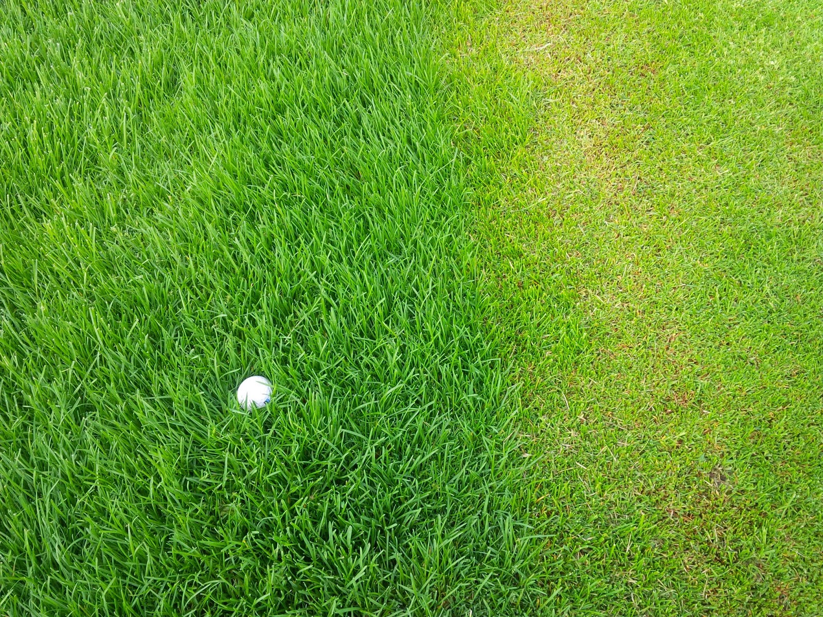 David's Blog: Changes to the Rough at Victoria Park East