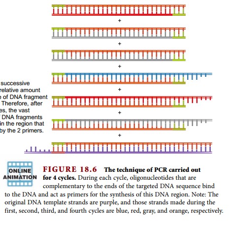 Principe , Technique et Application de la PCR | BioEduc