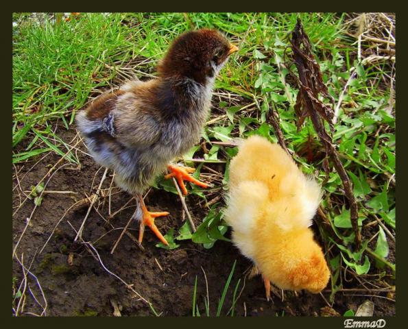 GAINI DE RASA: imagini pui de gaina