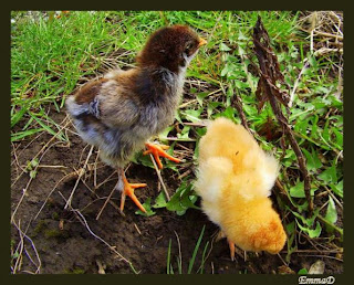 GAINI DE RASA: imagini pui de gaina