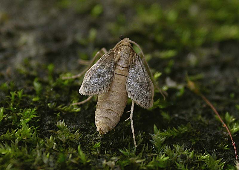 Charlie's moths of Calderdale.: GEOMETRIDS: 97 - 140