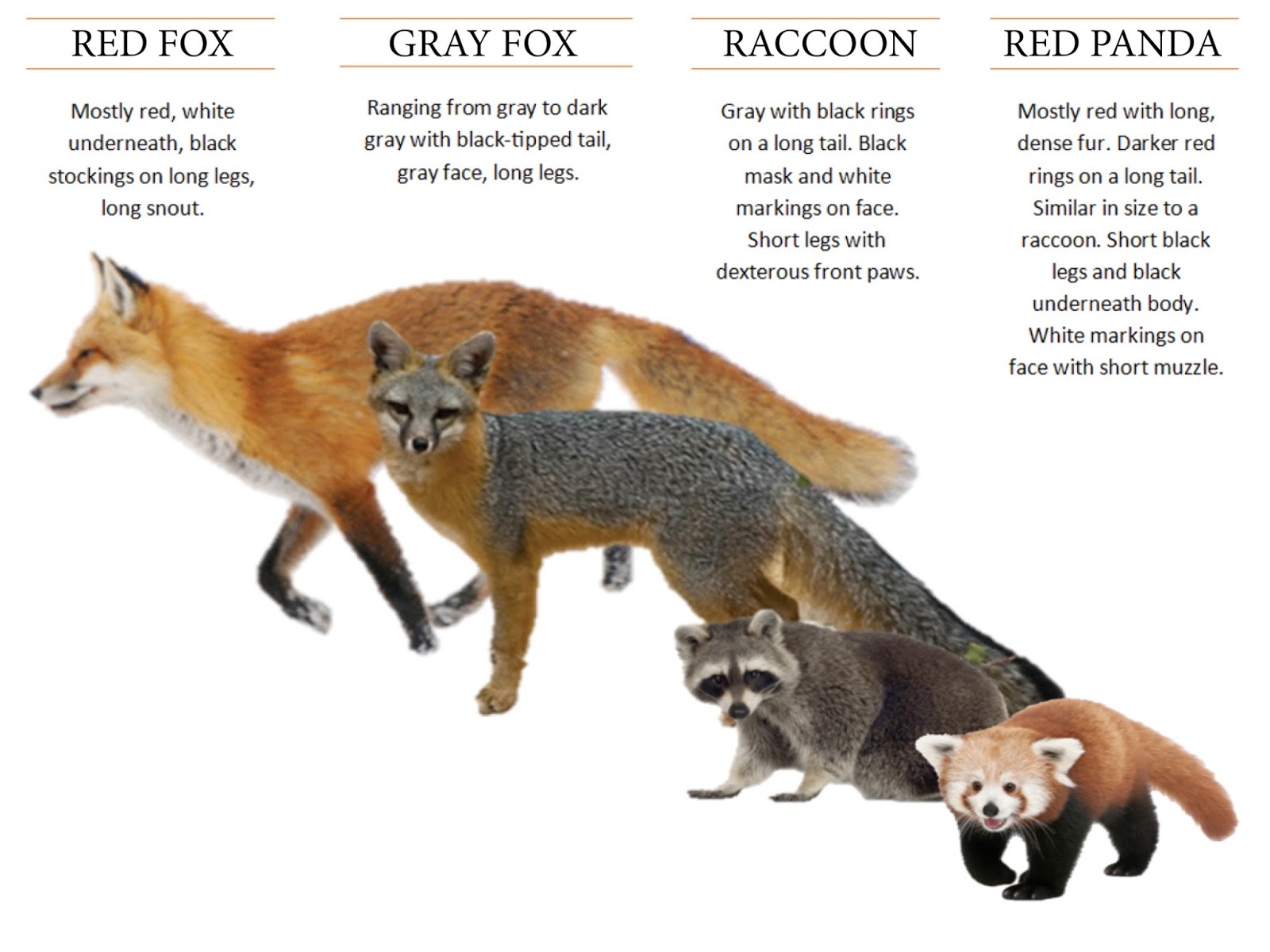 Funky..Nurd!: 14 Things You May Not Know About Red Pandas + New Logo
