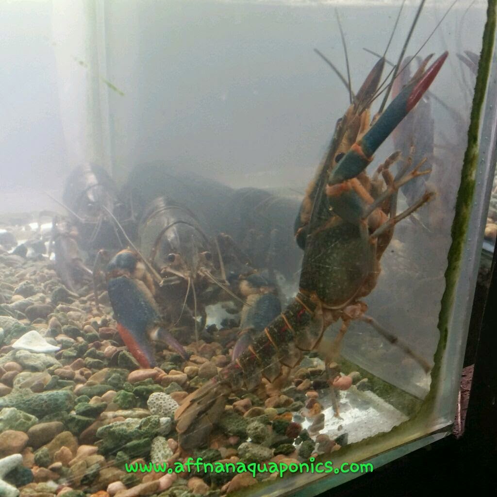 Affnan's Aquaponics: Fresh Water Red Claw