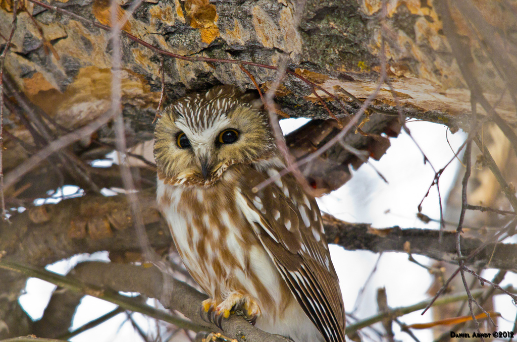 Birding Is Fun!: The Birds of November