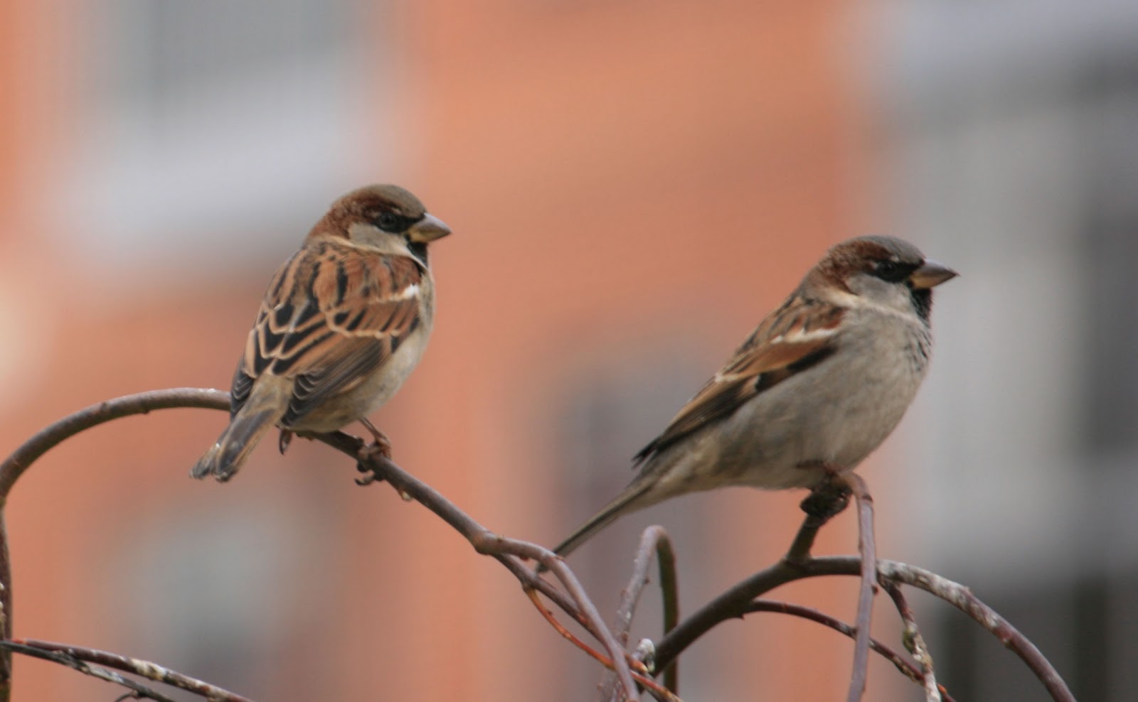 UN LUGAR PARA LAS AVES: GORRIONES