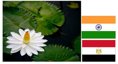 DAFTAR 10 BUNGA NASIONAL RESMI BESERTA GAMBAR DAN PENJELASANNYA