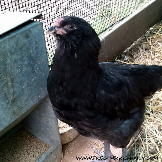 Chicken Feed Guide | Chick to Laying Hen - Fresh Eggs Daily® with Lisa ...