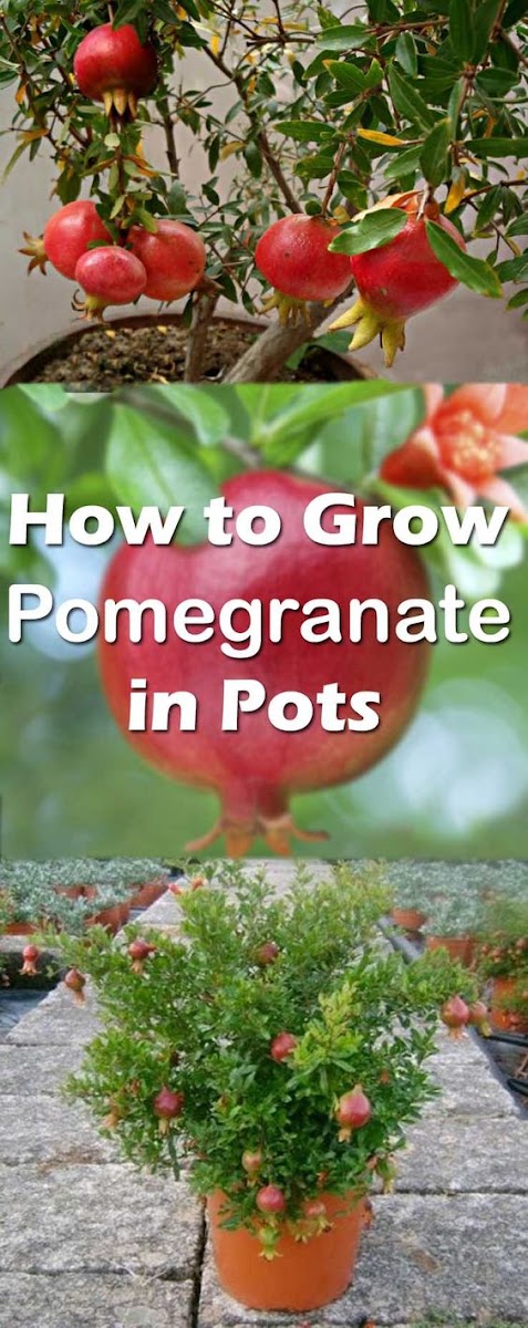 How to Grow Pomegranate Tree in Pot - all-garden-world