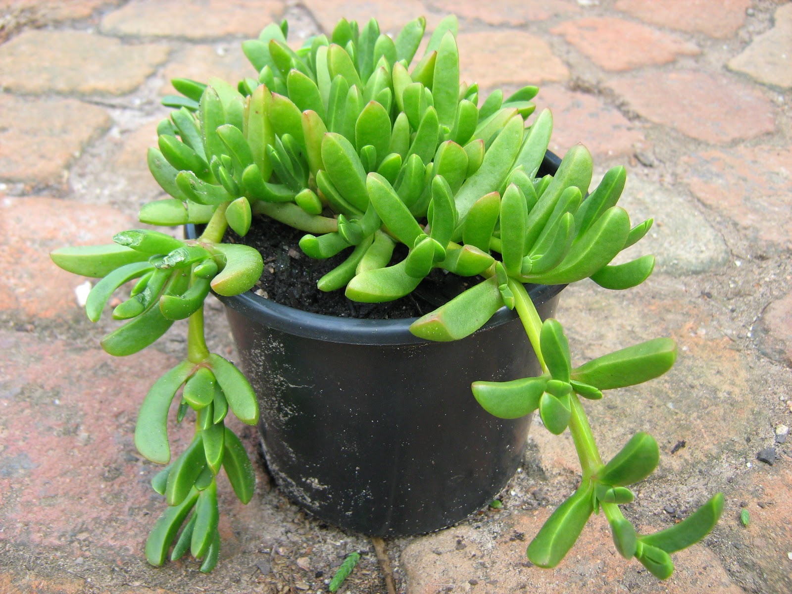 New Plant Indigenous