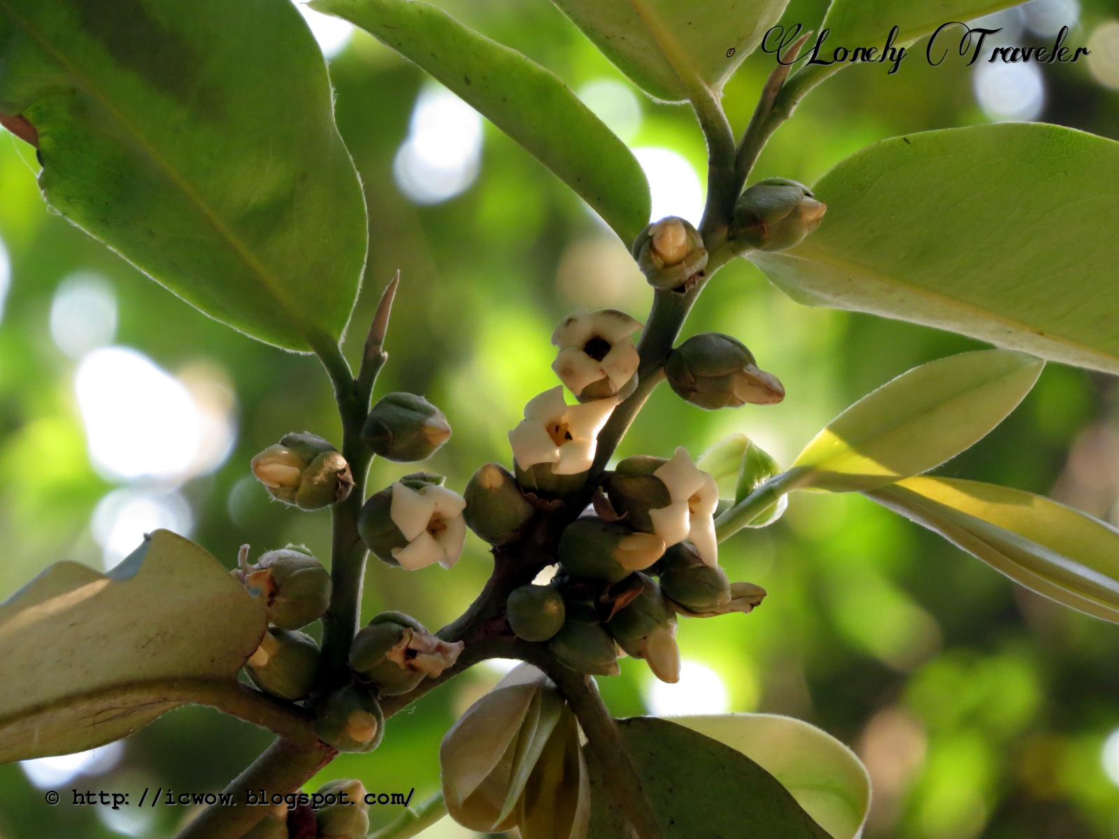 Bilati Gaab (বিলাতি গাব) Diospyros blancoi