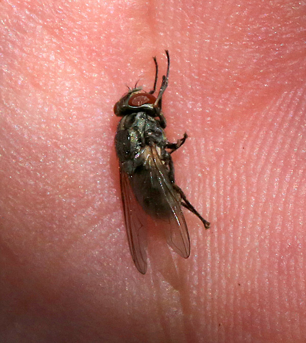FOTO NATURA HUESCA 2: MOSCA DE LOS ESTABLOS Stomoxys calcitrans Carl ...