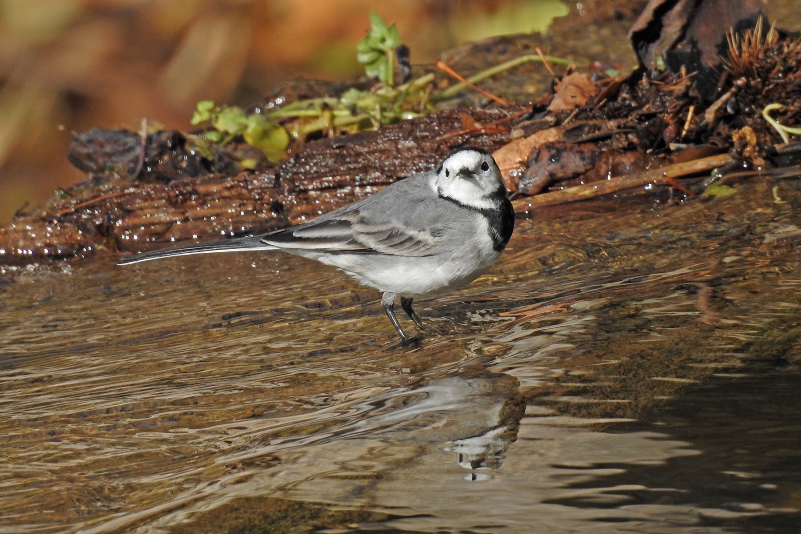 Bird Guide: The ubiquitous wintering White Wagtail