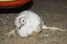 HAMBOS NIGERIA ENTERPRISES : RICKET AND CAGE LAYERS FATIGUE